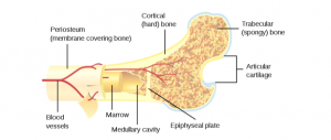Osteoporosis Awareness Month: What Exercises Build Bone? – Core Balance ...